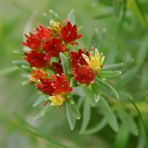 Rhodiola Rosea extract /Rhodiola Rosea extract powder