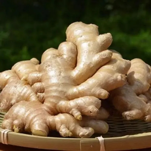 ginger extract/ginger root extract benefits/ginger root extract capsules