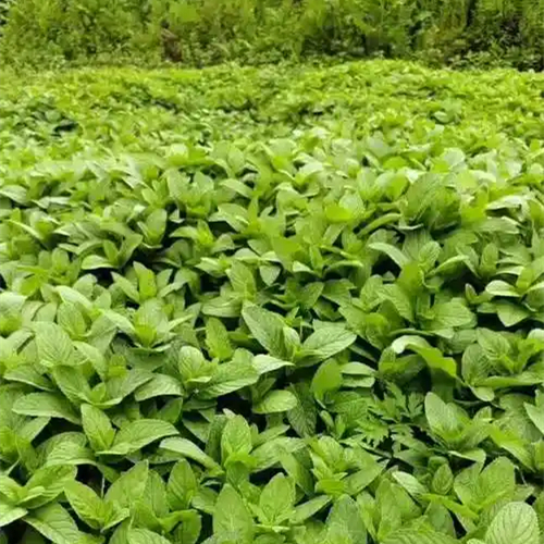 Peppermint Extract (Bo He) – Cooling Botanical for Skin & Scalp Care