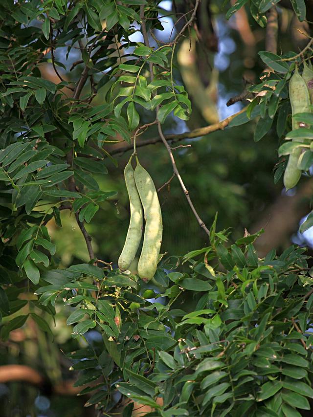 Soap Pod Extract (Zaojia) – Natural Foaming Cleanser from China